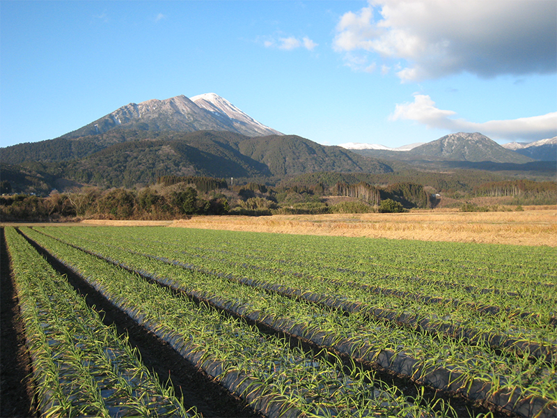 Japanese Black Garlic | Monaco EMU